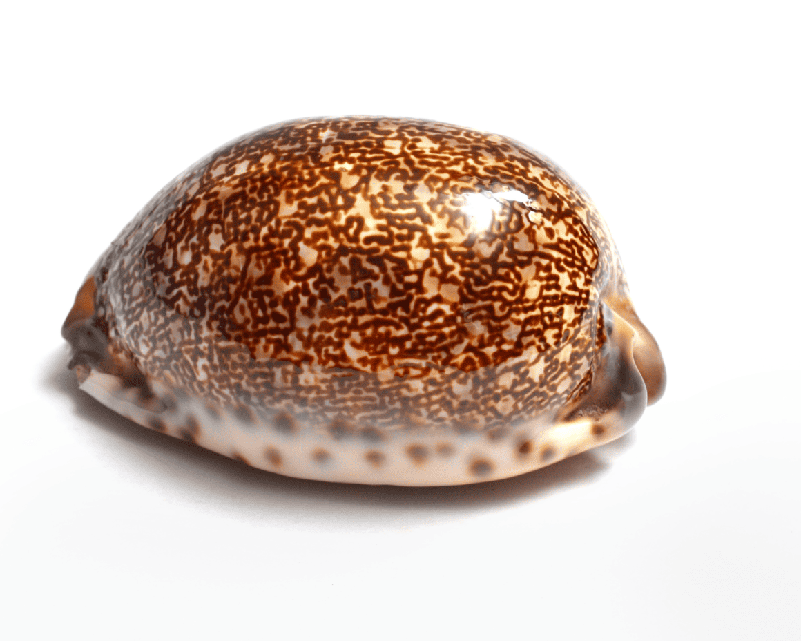 The Luxury of Cowries in Nature and the Art of Art - FAB L'Style