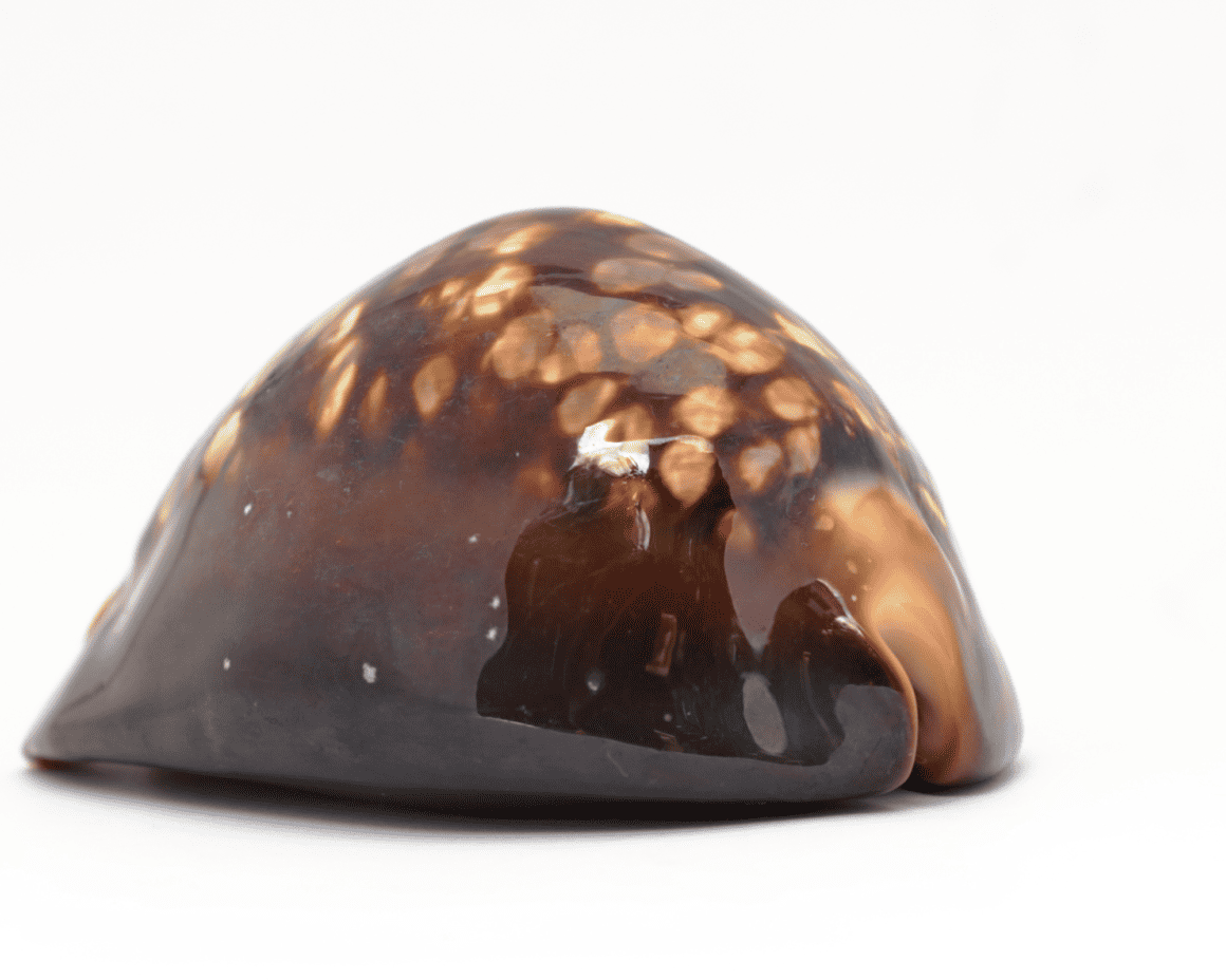 The Luxury of Cowries in Nature and the Art of Art - FAB L'Style