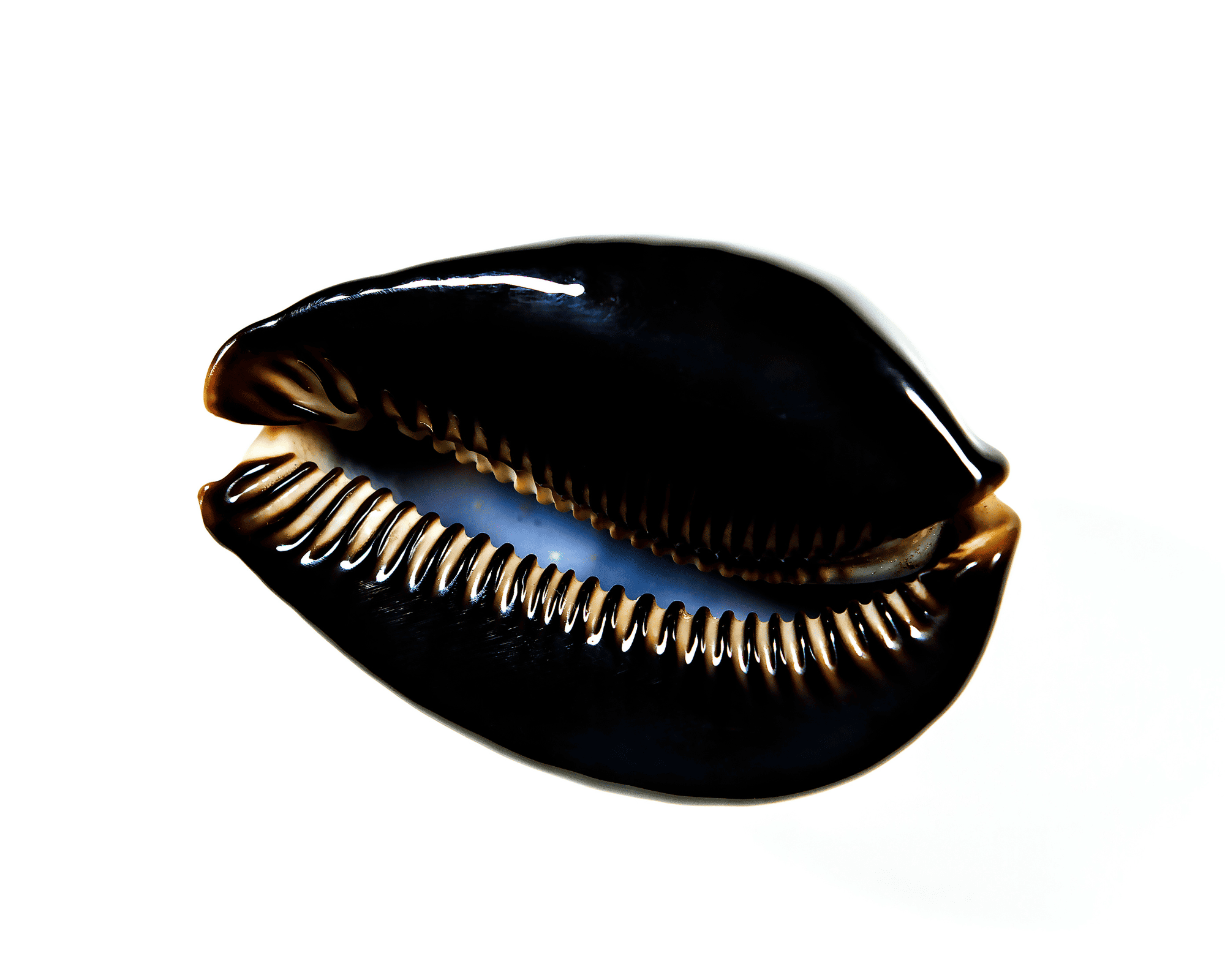 The Luxury of Cowries in Nature and the Art of Art - FAB L'Style