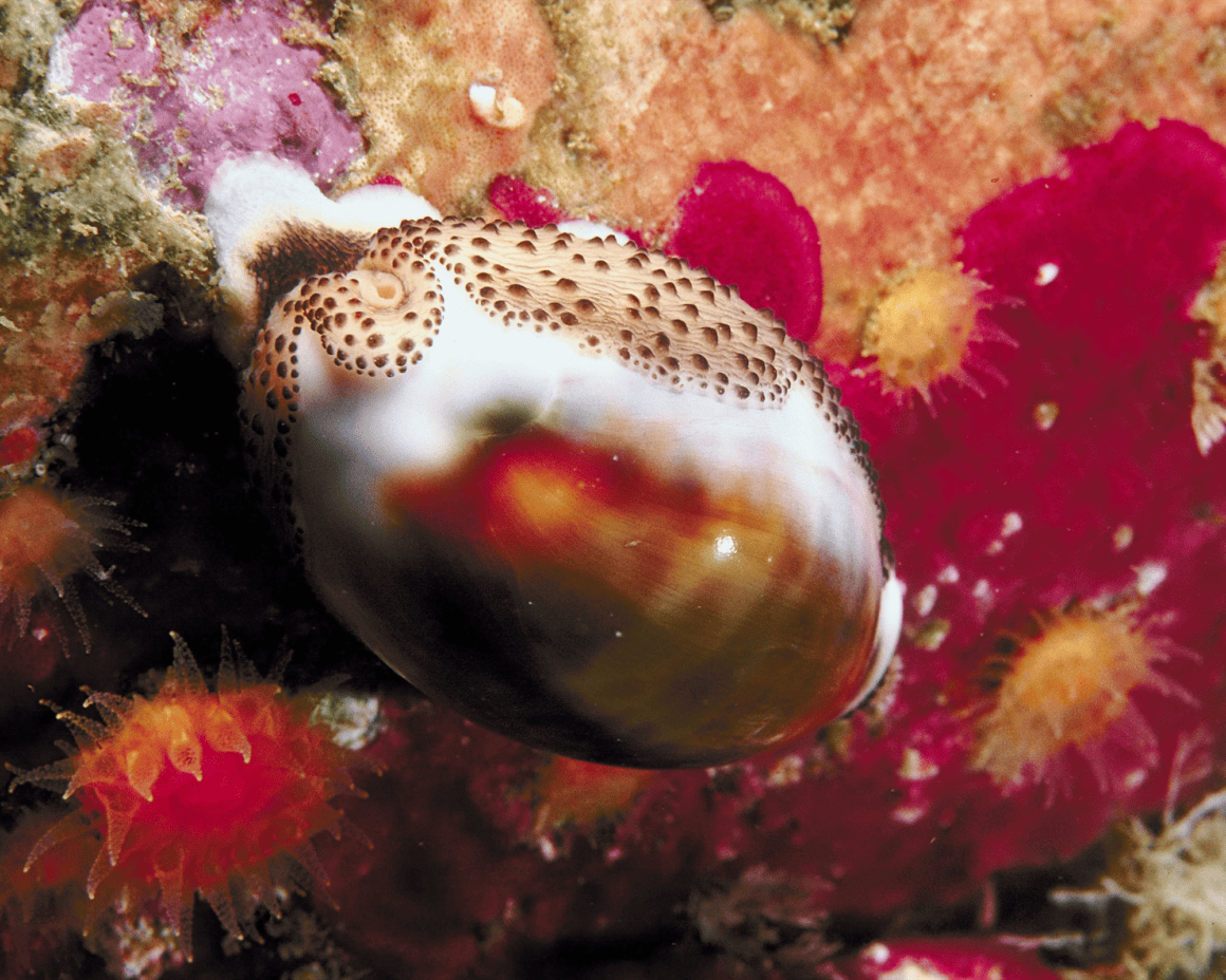 The Luxury of Cowries in Nature and the Art of Art - FAB L'Style